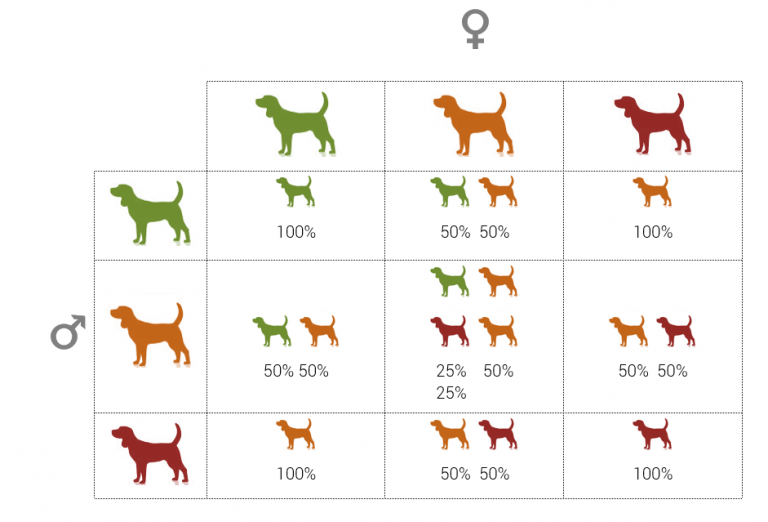 Vererbung - DER IRISH WOLFHOUND – the one and only